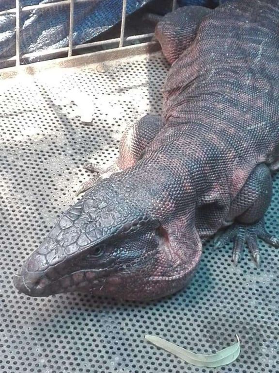 En Choele, apareció un Dragón Patagónico | 7enpunto