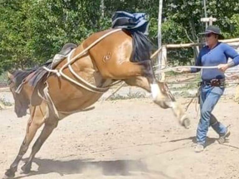 Reconocido domador australiano llegó a Río Negro y compartió técnicas de amanse de caballos ...