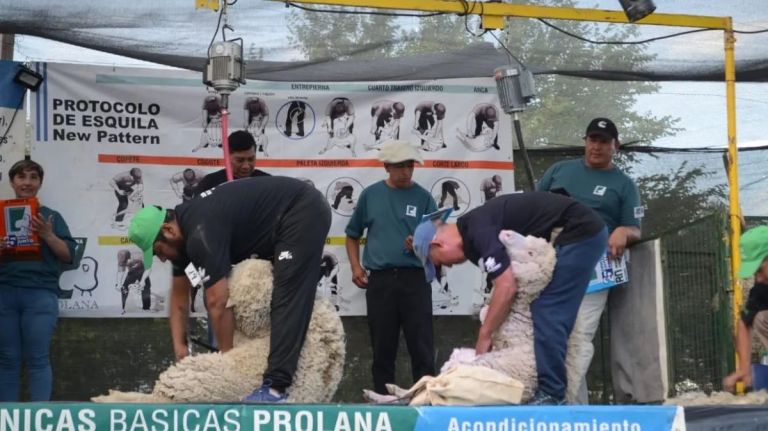 Se disputó el Campeonato de Esquila en Maquinchao con récord de ...