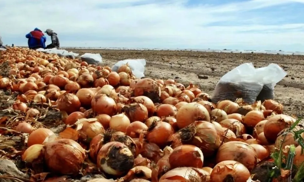 Cebolla: por qué es tan importante el descolado manual | 7enpunto