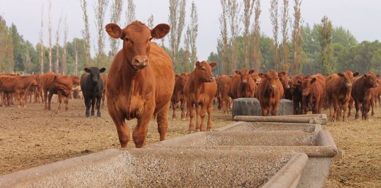 Investigación del INTA: cómo impacta la inclusión de burlanda en la ...