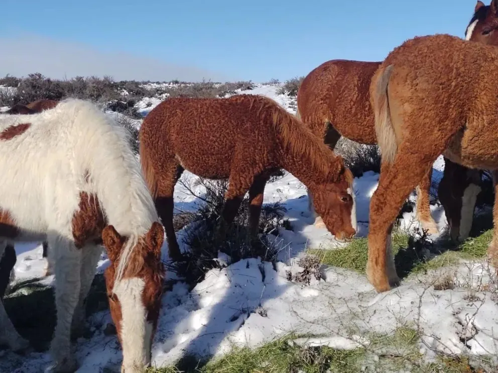 Sólo quedan 40: los extraños caballos con rulos de Río Negro en la ...